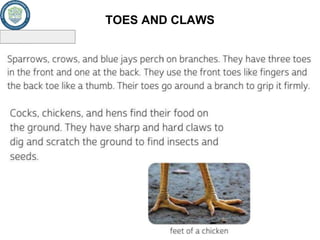 Beaks and claws types of claws preening migration | PPTX