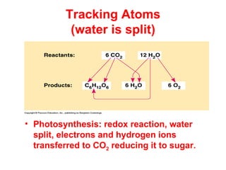 Ch. 10 Photosynthesis | PPT