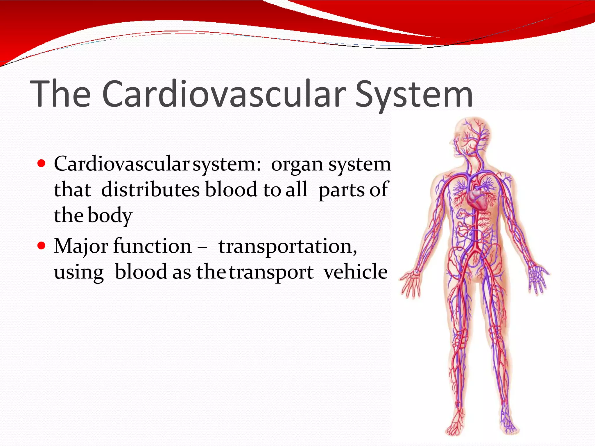 Cardiovascular System | PPTX