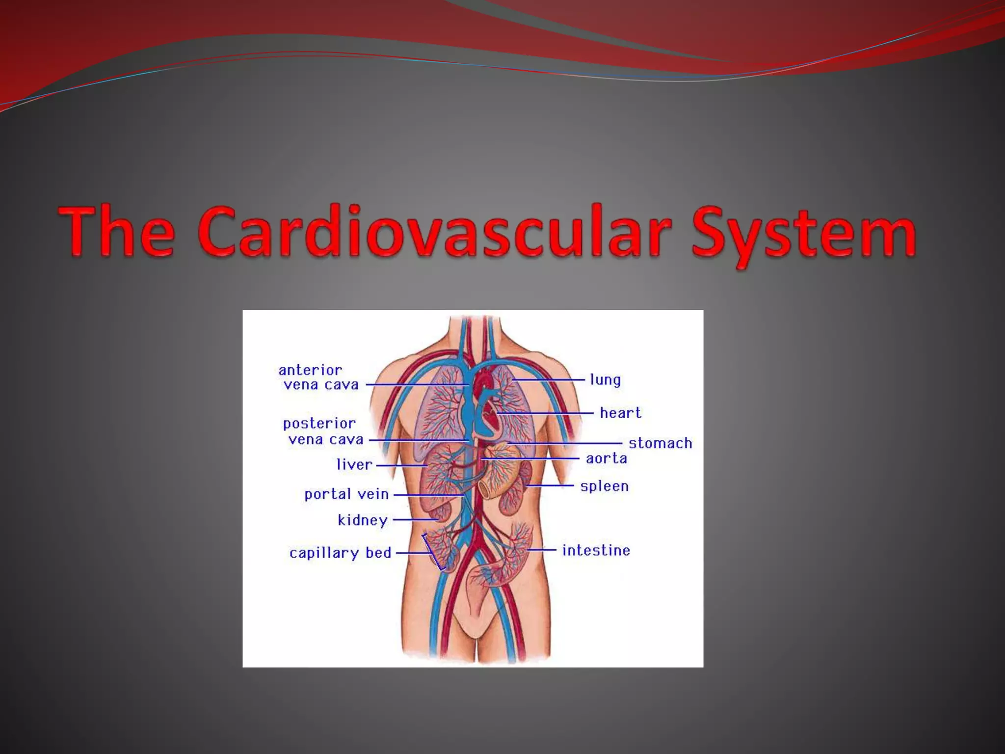 Cardiovascular System | PPTX