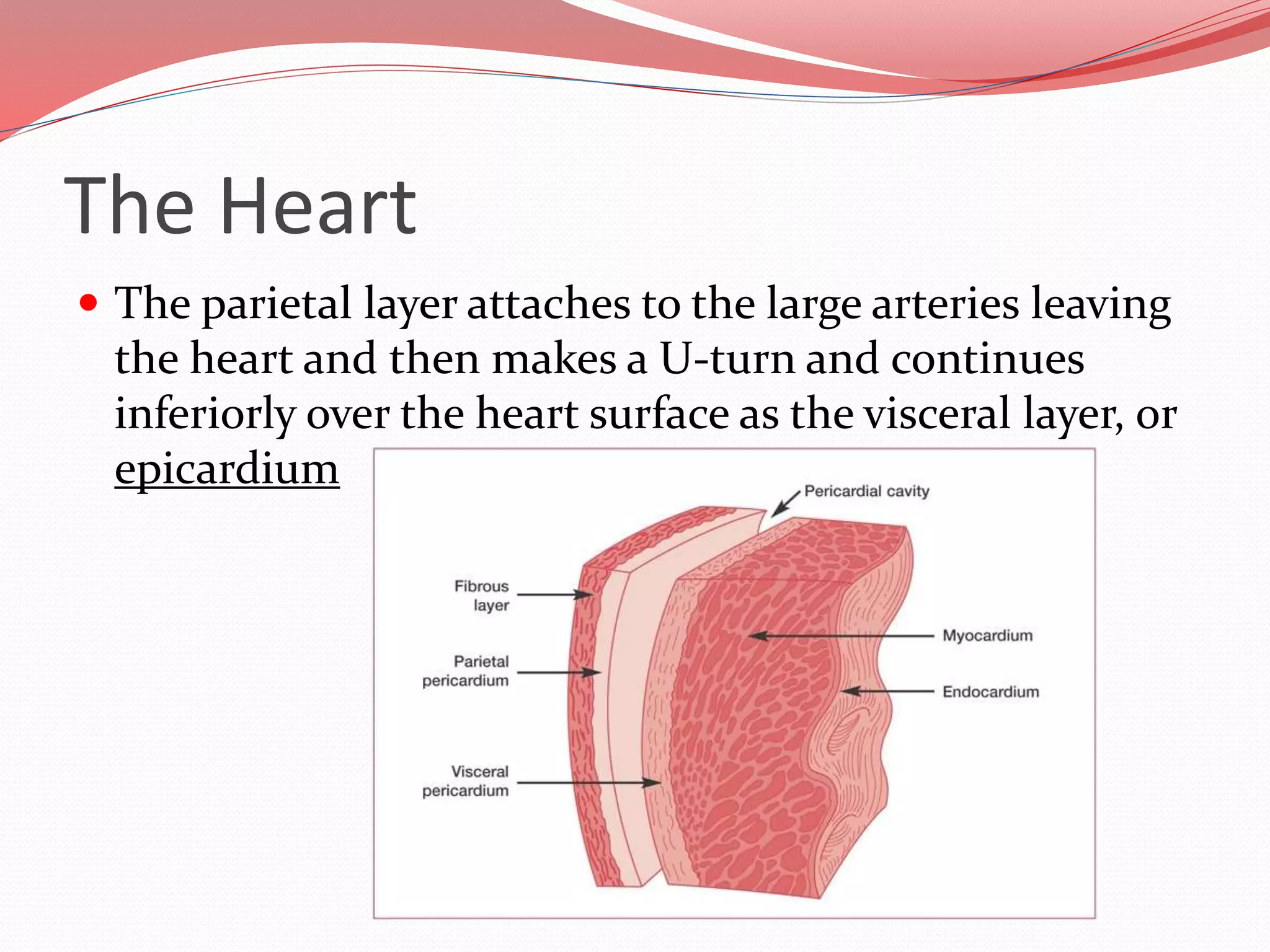 Cardiovascular System | PPTX