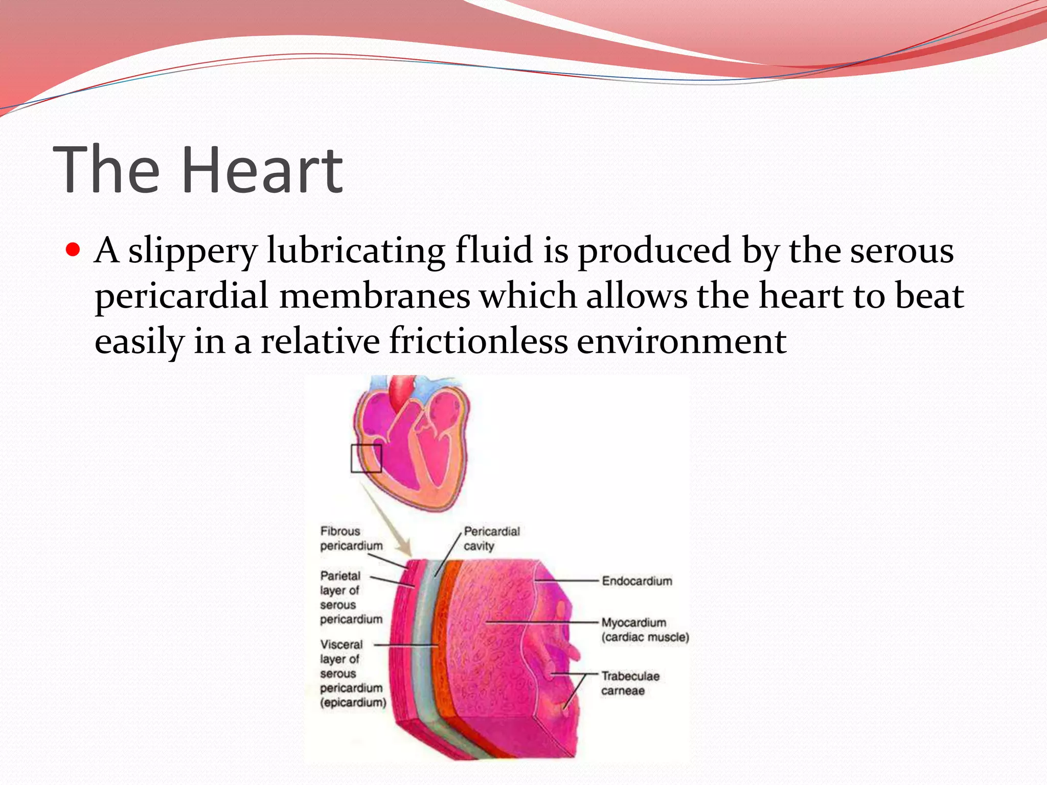 Cardiovascular System | PPTX