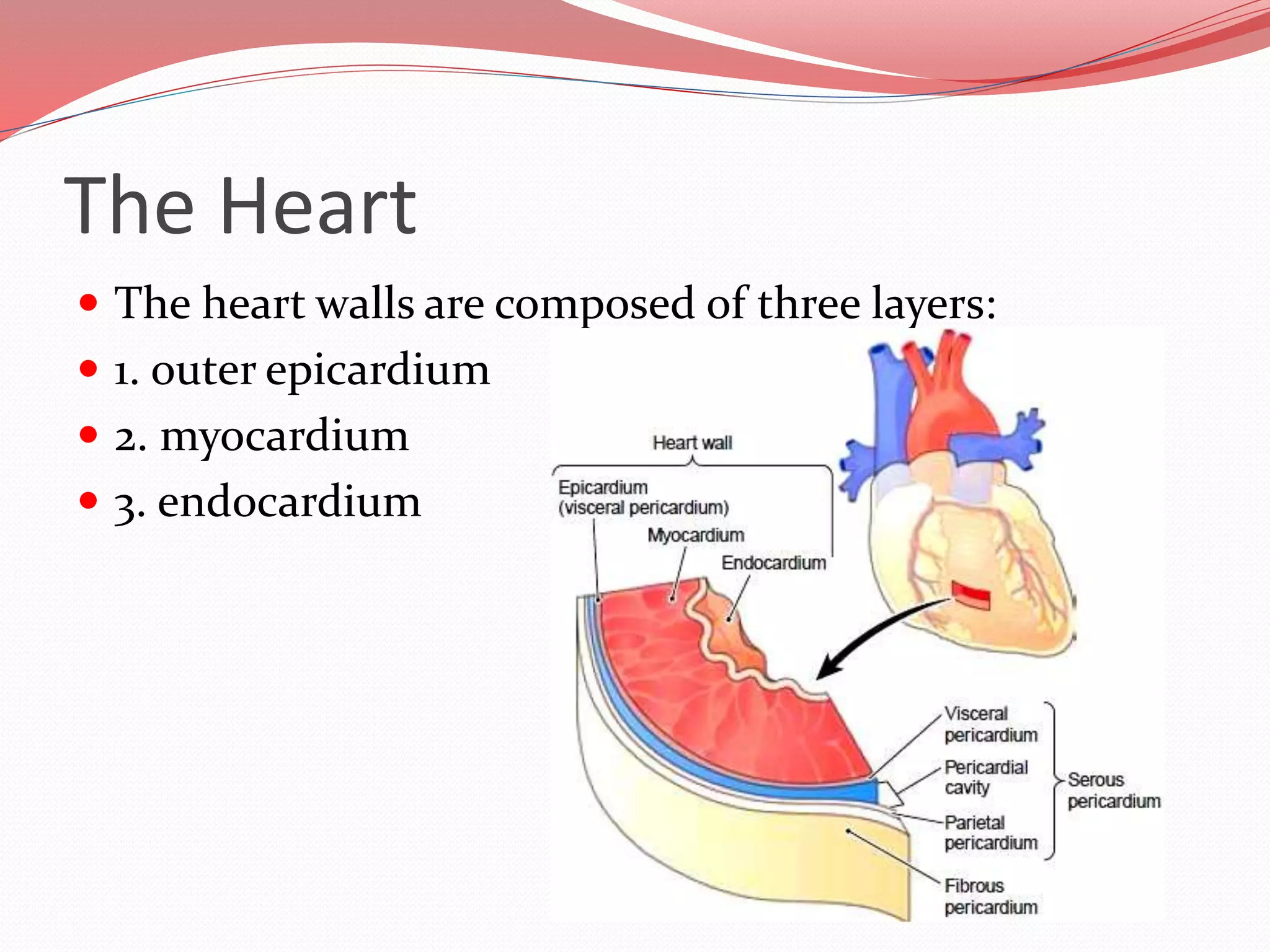 Cardiovascular System | PPTX
