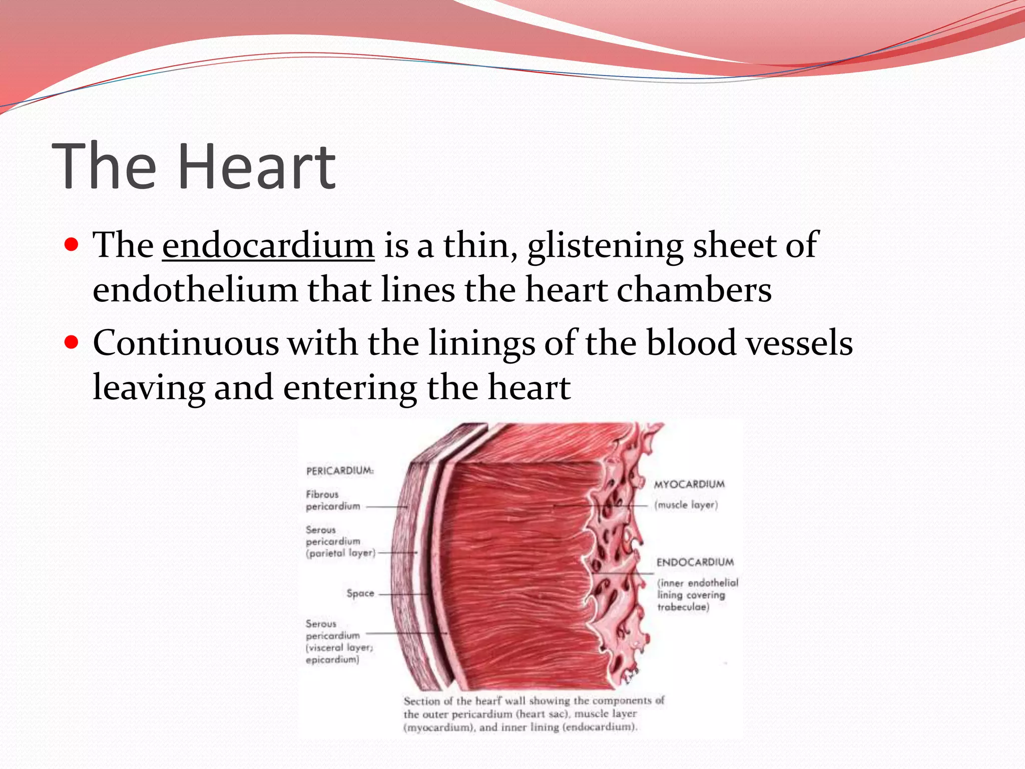 Cardiovascular System | PPTX