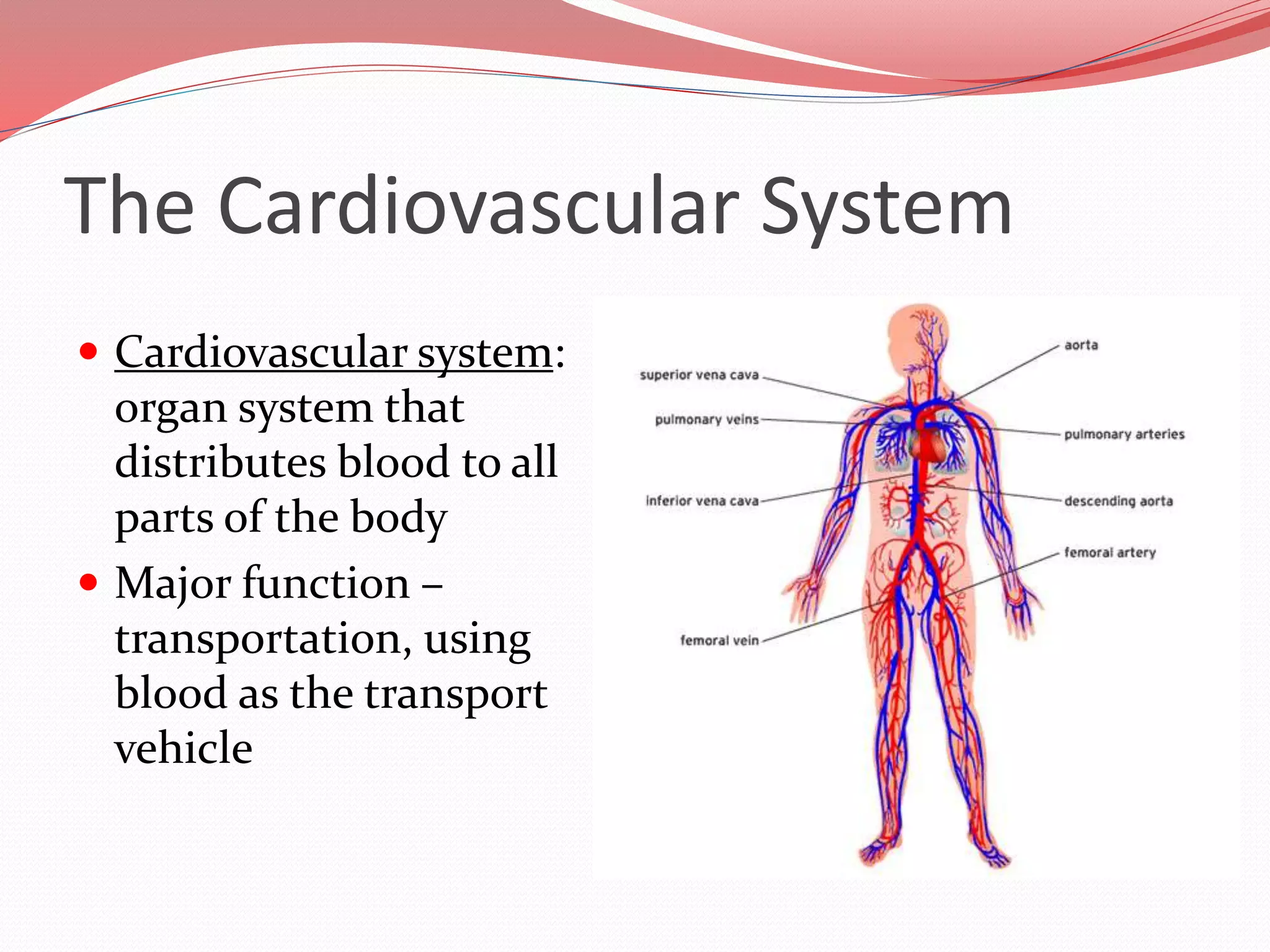 Cardiovascular System | PPTX | Heart and Cardiovascular Diseases ...