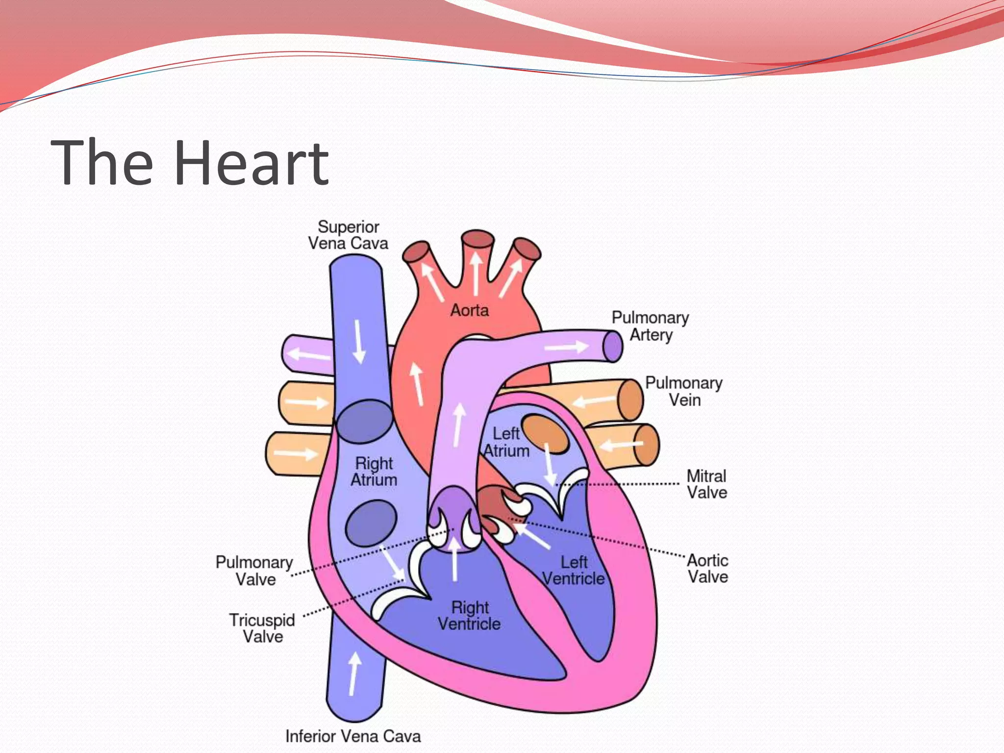 Cardiovascular System | PPTX | Heart and Cardiovascular Diseases ...