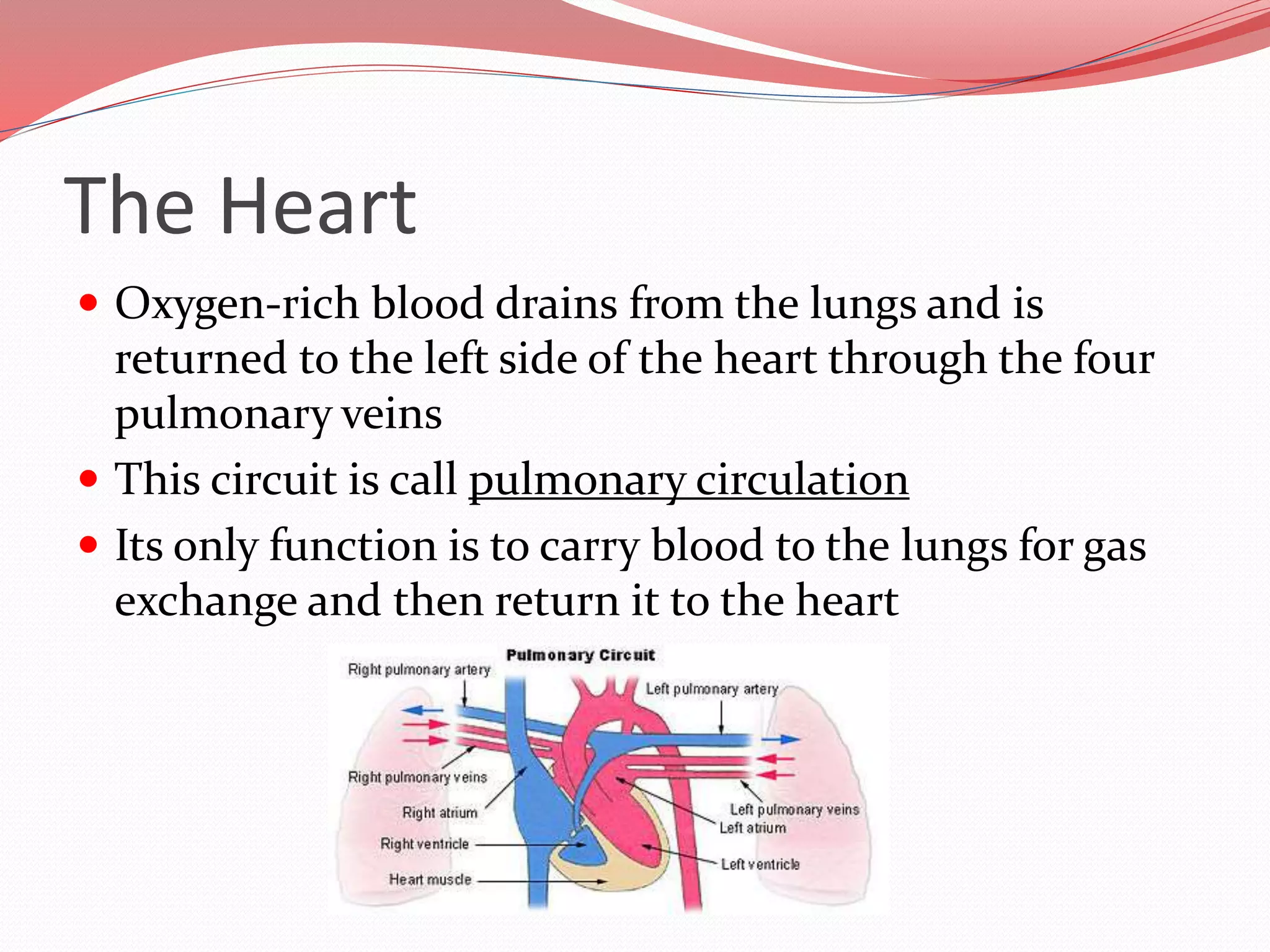 Cardiovascular System | PPTX