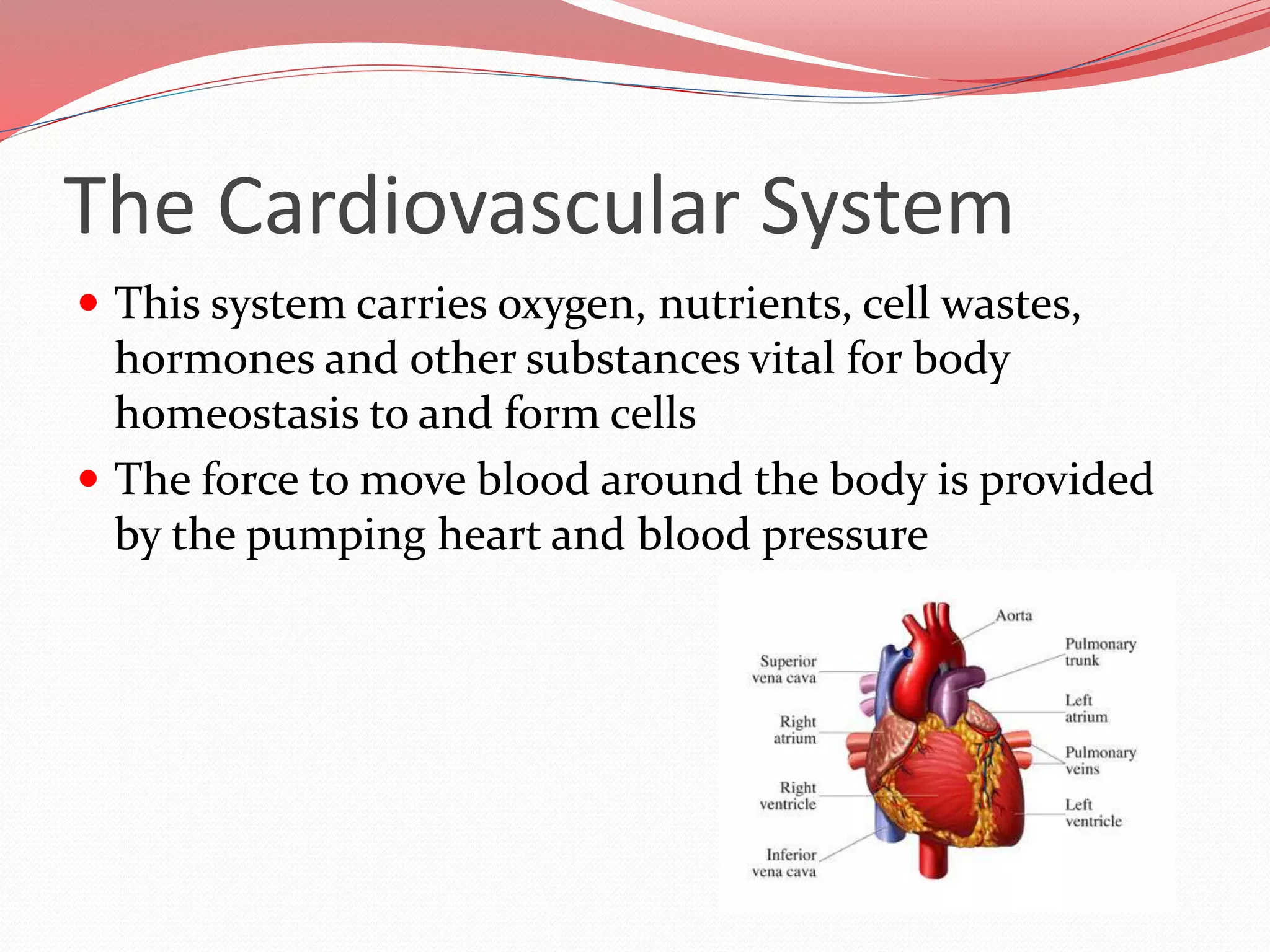 Cardiovascular System | PPTX | Heart and Cardiovascular Diseases ...