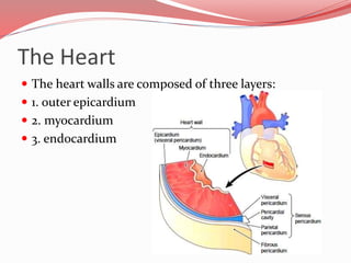 Cardiovascular System | PPTX