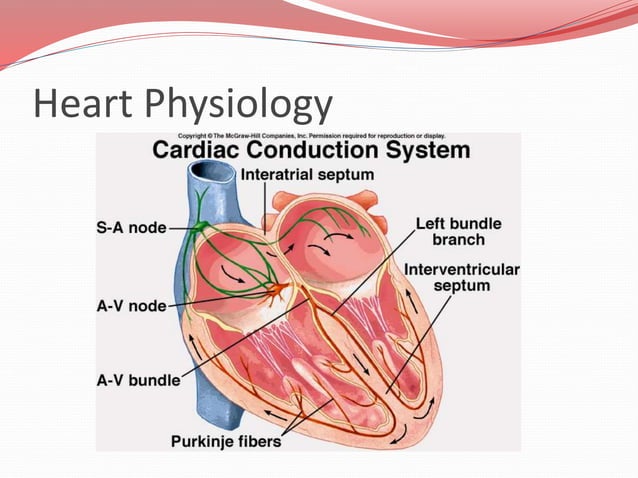 Cardiovascular System | PPTX | Heart and Cardiovascular Diseases ...