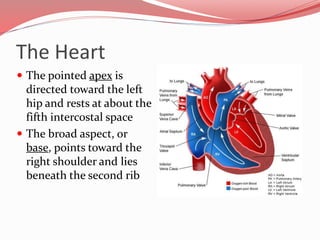 Cardiovascular System | PPTX