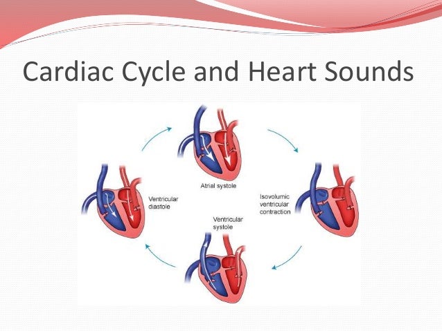 Cardiovascular System