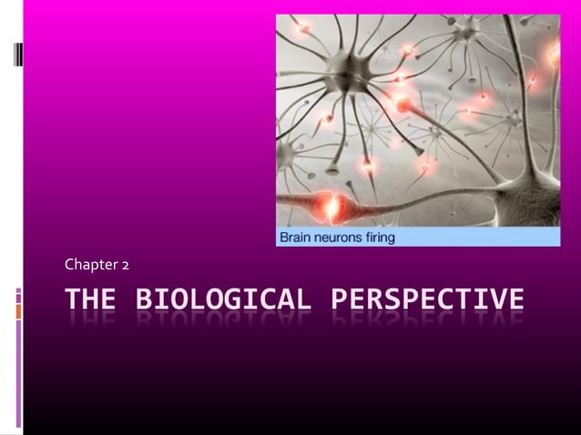 Ch. 2 -_the_biological_perspective | PPT | Brain and Nervous System ...