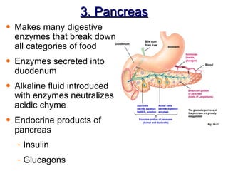 Ch 14 B Accessory Organs | PPT