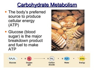 Ch 14 Metabolism | PPT