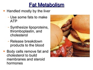 Ch 14 Metabolism | PPT