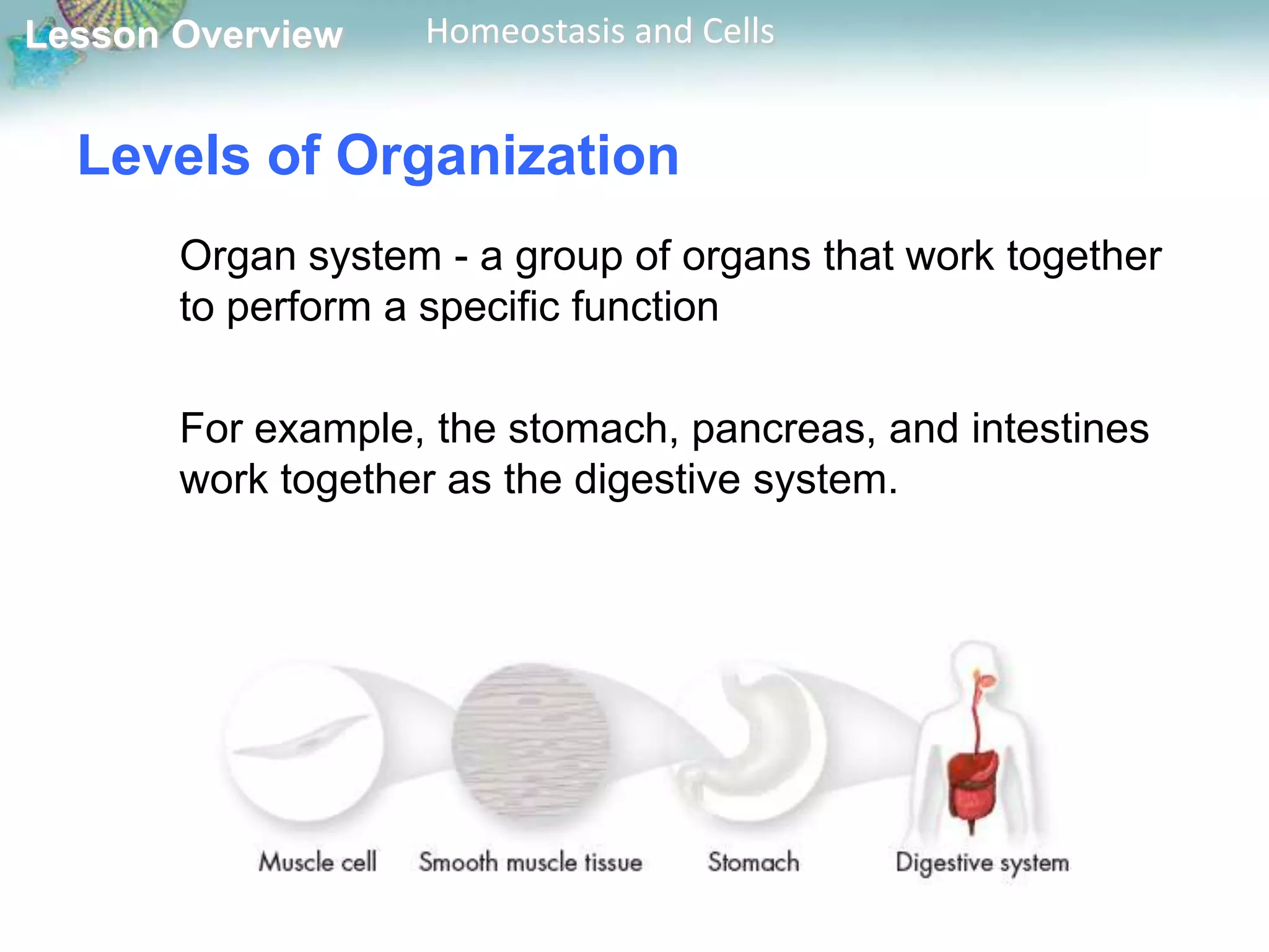 Ch. 7.4 Summary - Homeostasis | PPT | Biological Sciences | Science