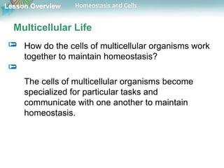 Ch. 7.4 Summary - Homeostasis | PPT | Biological Sciences | Science