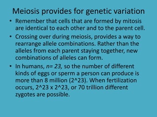 Meiosis | PPT