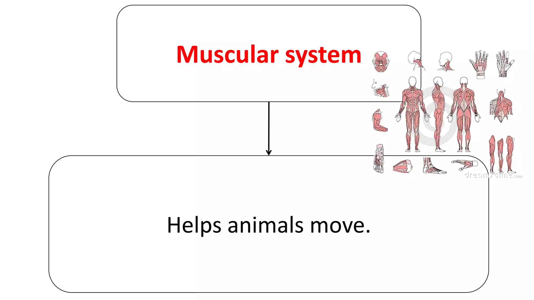 Ch.1.less.5.how do body systems work together to carry out life ...