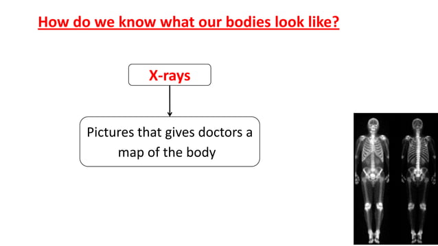 Ch.1.less.5.how do body systems work together to carry out life ...