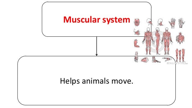 Ch 1 less 5 how Do Body Systems Work Together To Carry Out Life Funct ch-1-less-5-how-do-body-systems-work-together-to-carry-out-life-funct