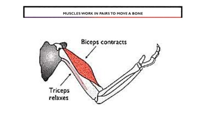 Ch 1 less 5 how Do Body Systems Work Together To Carry Out Life Funct ch-1-less-5-how-do-body-systems-work-together-to-carry-out-life-funct