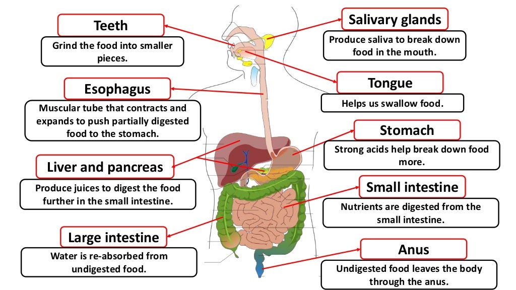 Ch 1 less 5 how Do Body Systems Work Together To Carry Out Life Funct Ch 1 less 5 how Do Body Systems Work Together To Carry Out Life Funct