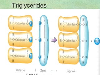 Ch. 5 fat types functions | PPT | Chemistry | Science