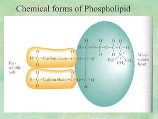 Ch. 5 lipids to be taught | PPT