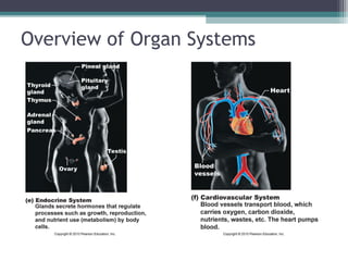 Anatomy & Physiology Lecture Notes - Ch. 1 introduction | PPT