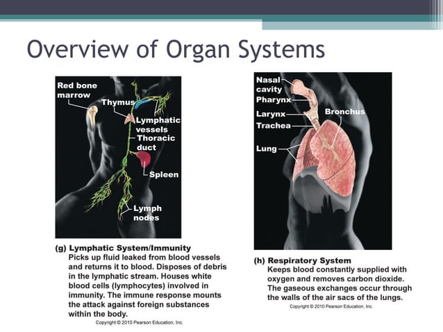anatomy-physiology-lecture-notes-ch-1-introduction-ppt
