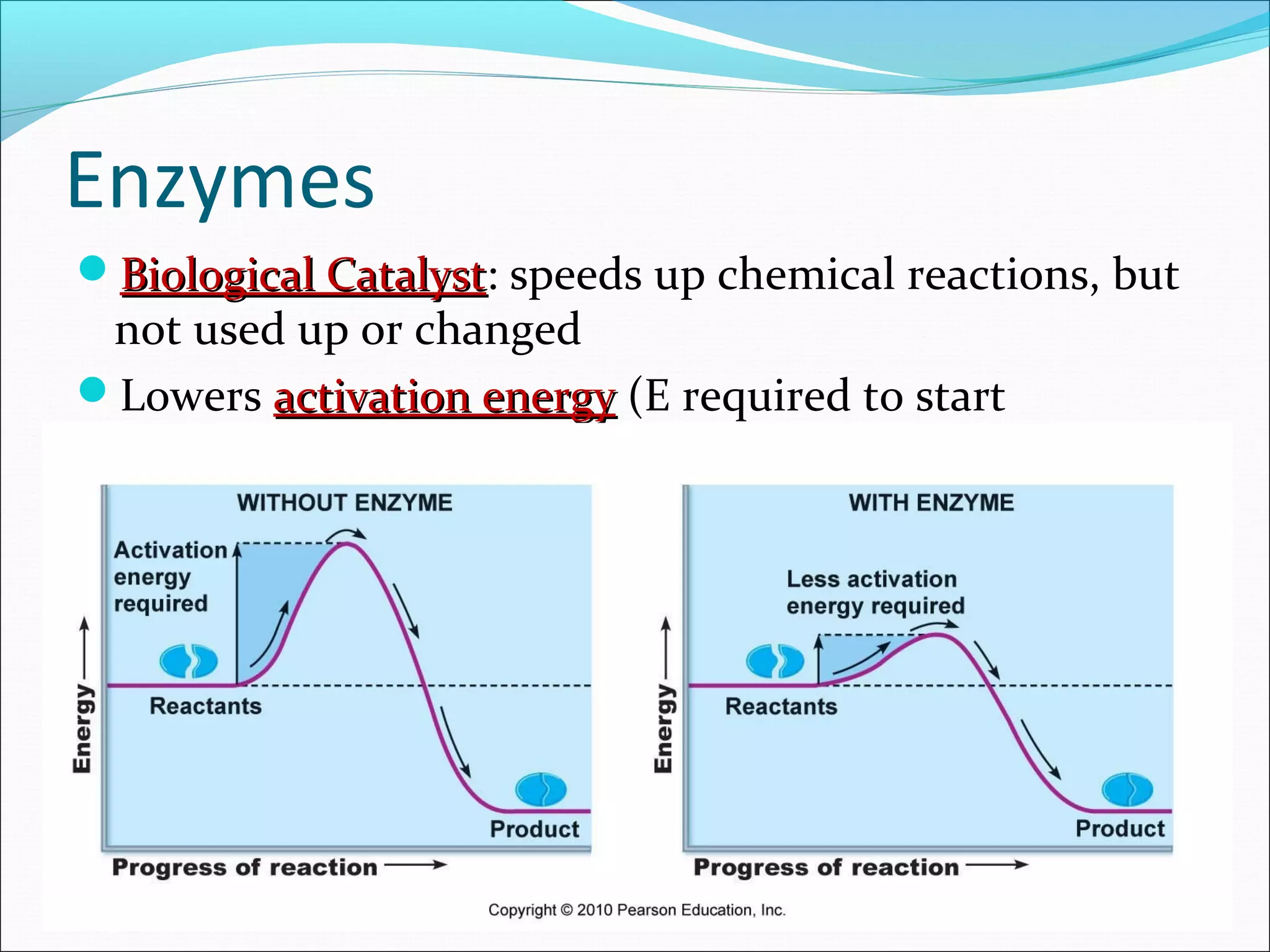 Anatomy & Physiology Lecture Notes - Ch. 2 chemistry - part 3 | PPT