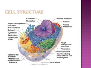 Anatomy & Physiology Lecture Notes - Ch. 3 cells - part 1 | PPT