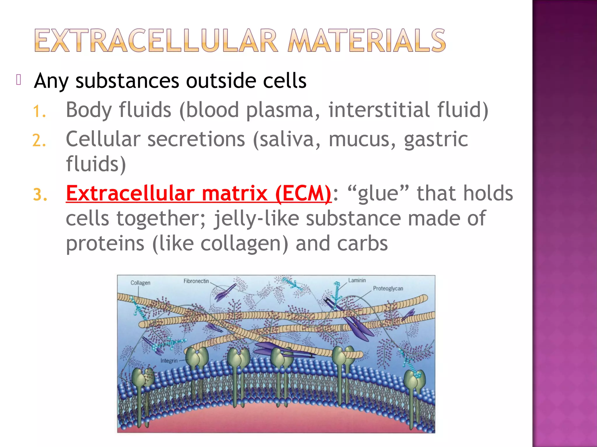 Anatomy & Physiology Lecture Notes - Ch. 3 cells - part 3 | PPT