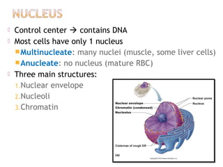 Anatomy & Physiology Lecture Notes - Ch. 3 cells - part 3 | PPT