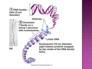 Anatomy & Physiology Lecture Notes - Ch. 3 cells - part 3 | PPT