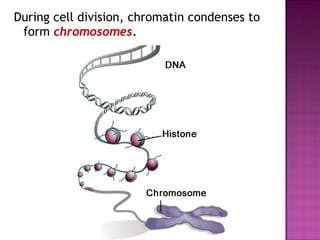 Anatomy & Physiology Lecture Notes - Ch. 3 cells - part 3 | PPT