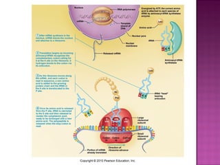 Anatomy & Physiology Lecture Notes - Ch. 3 cells - part 3 | PPT