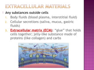Anatomy & Physiology Lecture Notes - Ch. 3 cells - part 3 | PPT