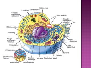 Anatomy & Physiology Lecture Notes - Ch. 3 cells - part 3 | PPT