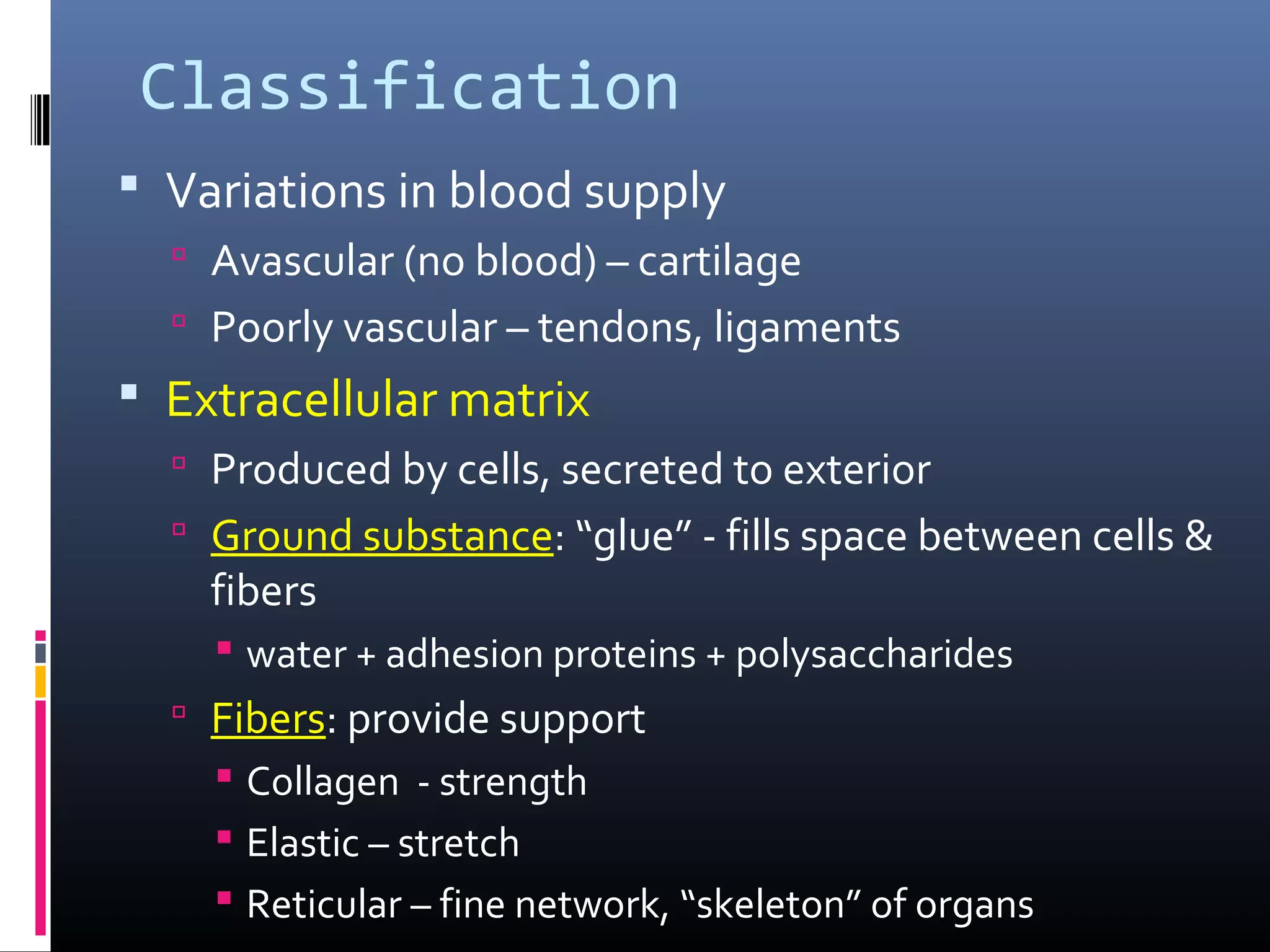 Anatomy & Physiology Lecture Notes - Ch. 4 tissues - connective | PPT