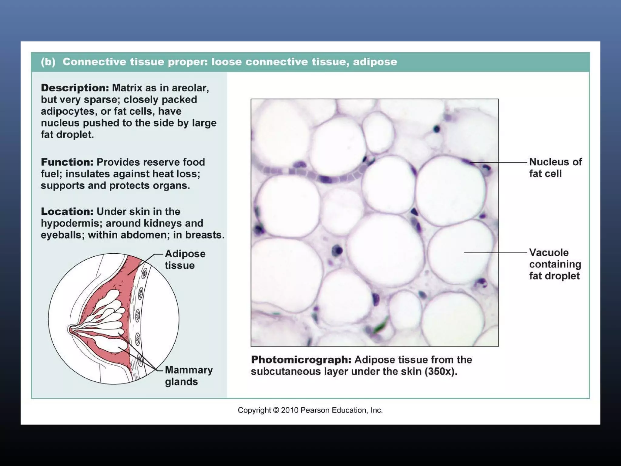 Anatomy & Physiology Lecture Notes - Ch. 4 tissues - connective | PPT