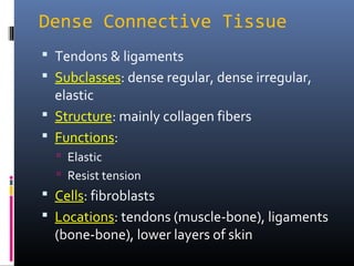 Anatomy & Physiology Lecture Notes - Ch. 4 tissues - connective | PPT