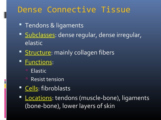 Anatomy & Physiology Lecture Notes - Ch. 4 tissues - connective | PPT ...