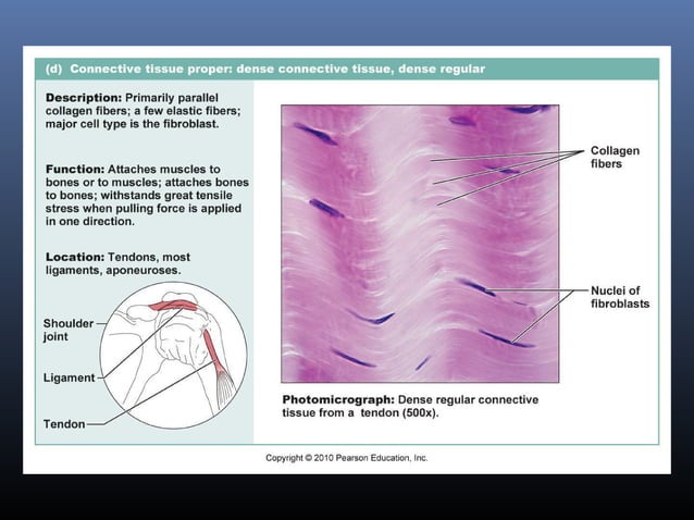 Anatomy & Physiology Lecture Notes - Ch. 4 tissues - connective | PPT ...