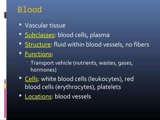 Anatomy & Physiology Lecture Notes - Ch. 4 tissues - connective | PPT