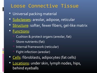 Anatomy & Physiology Lecture Notes - Ch. 4 tissues - connective | PPT