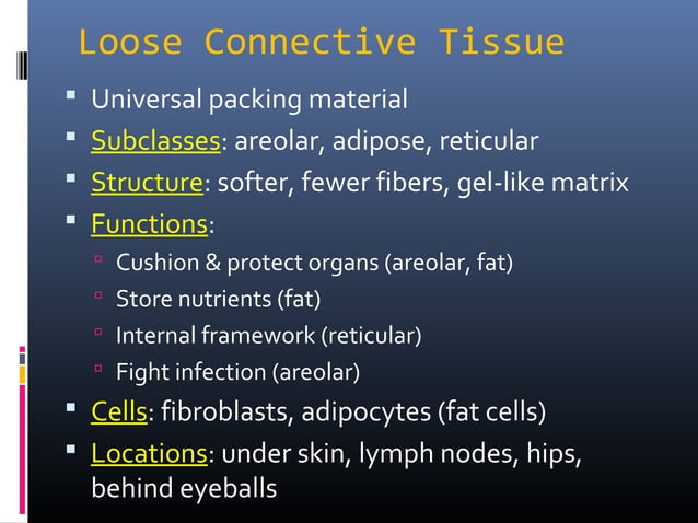 Anatomy & Physiology Lecture Notes - Ch. 4 tissues - connective | PPT ...