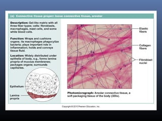 Anatomy & Physiology Lecture Notes - Ch. 4 tissues - connective | PPT